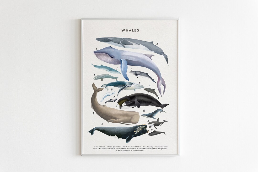Whale Print, Educational Prints, Whale Species, Marine Animals Poster ...