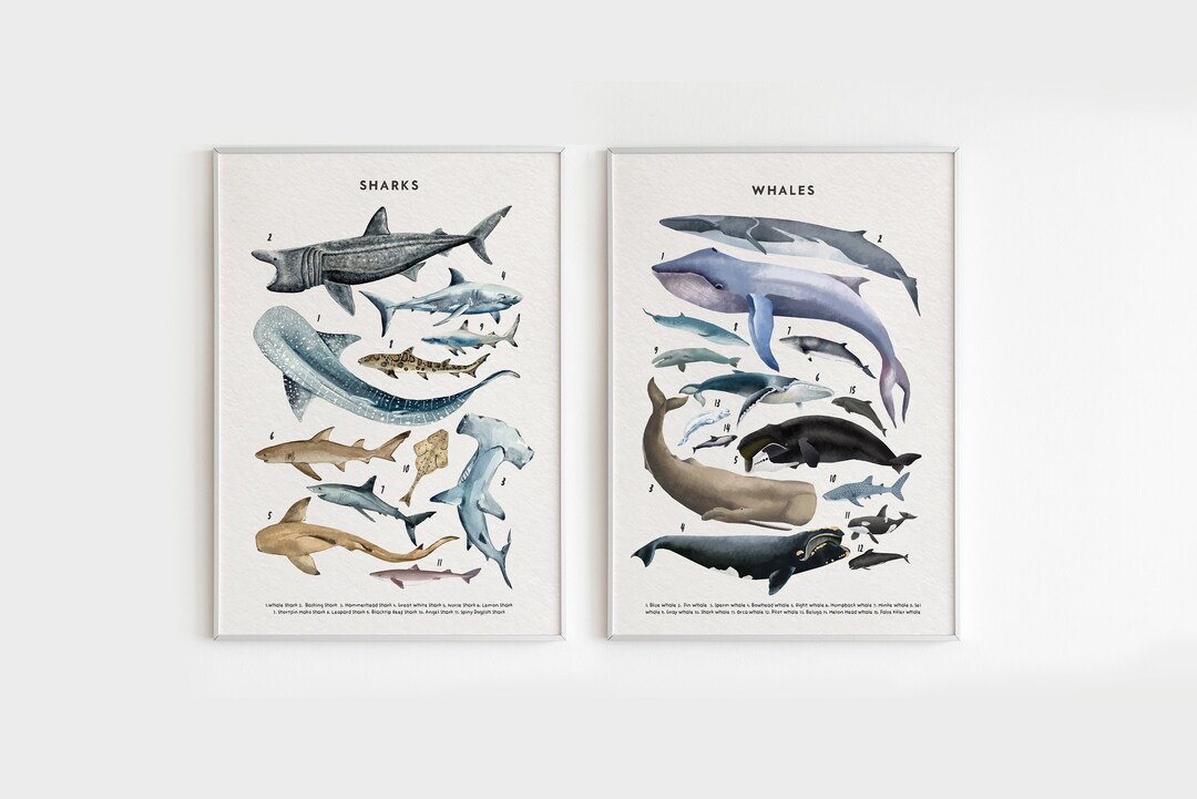 Whale and Shark Poster, Sea Animal Poster, Marine Ocean Animals Prints ...