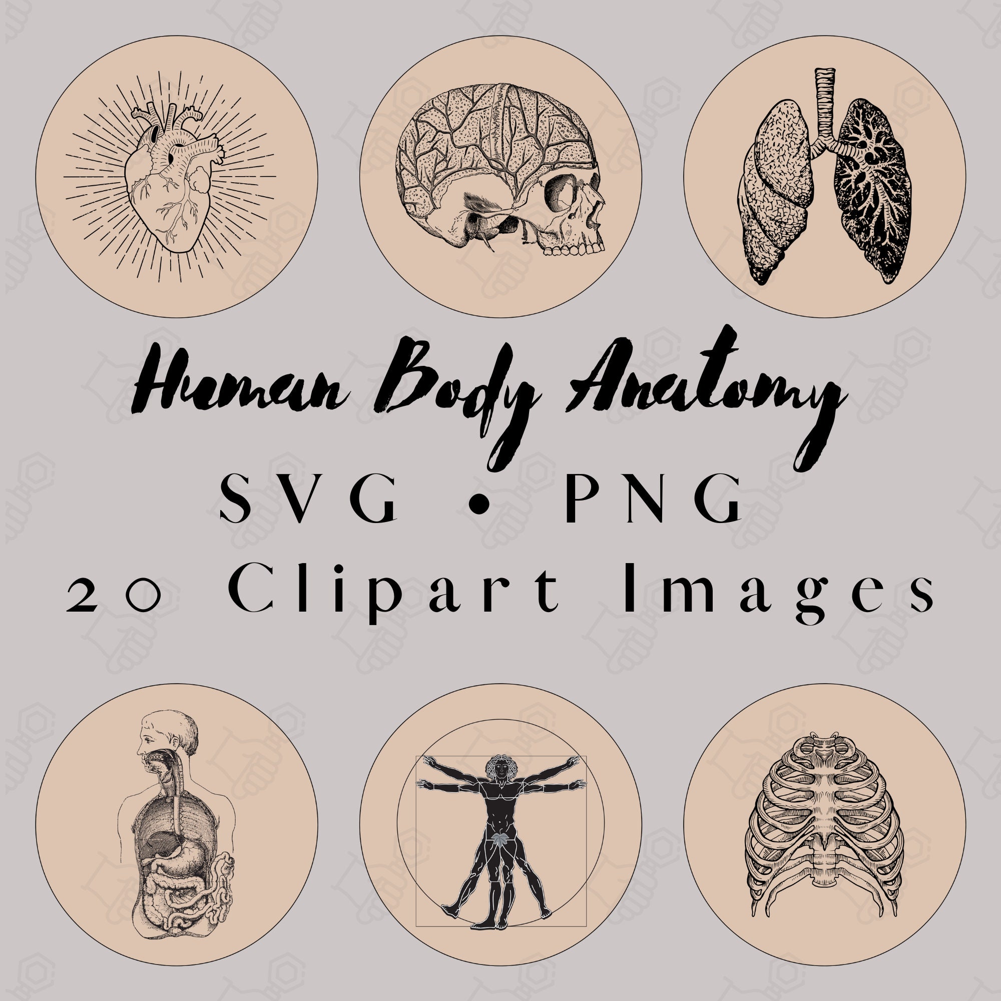 Anatomy Biology Organs Human Body Clipart Bundle 20 SVG PNG - Etsy ...