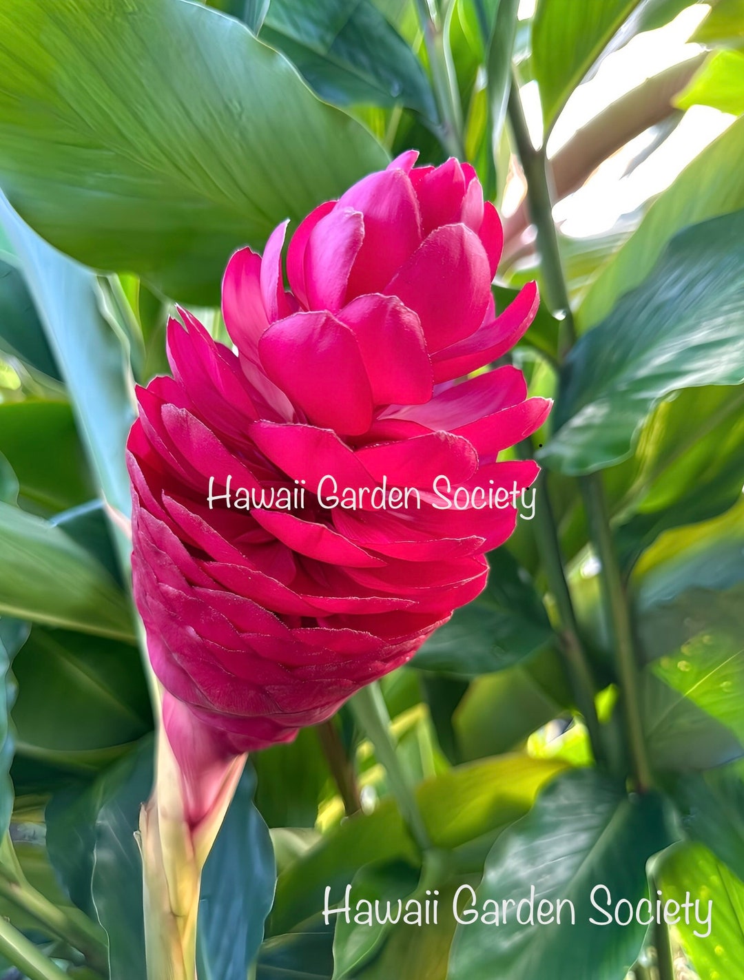 Jungle King Ginger Rhizome. Fresh Hawaiian - Etsy
