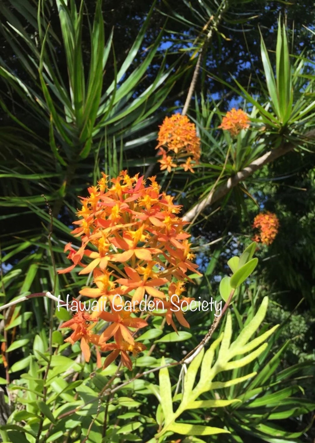 3x Orange Epidendrum Orchids - Etsy