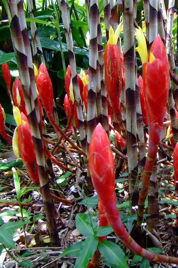 Exotic Bamboo Ginger - Etsy