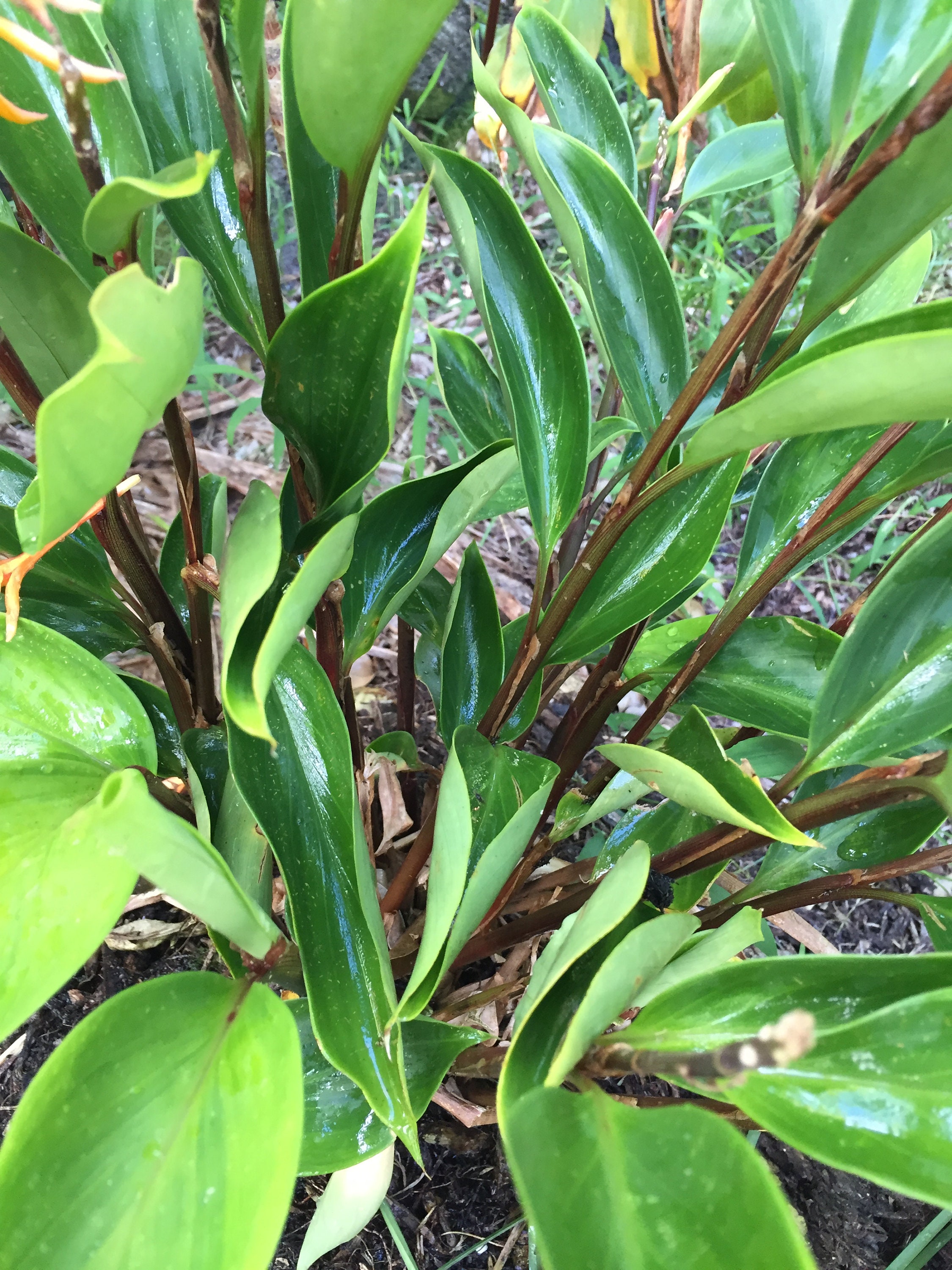 2x Golden Brush Dwarf Ginger Rhizome - Etsy