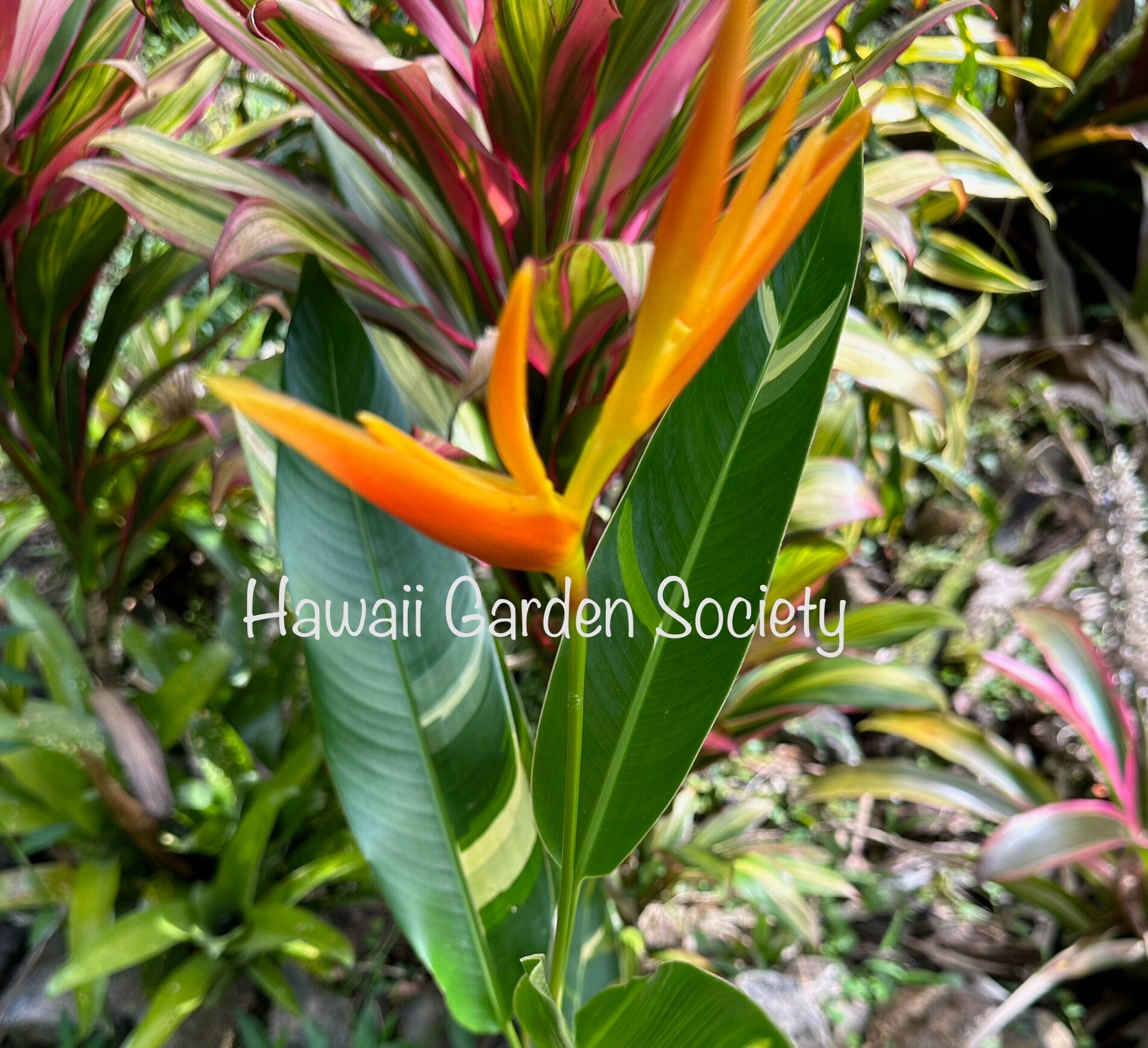 Variegated Heliconia Rhizome. Orange/gold Bloom. Psittacorum - Etsy