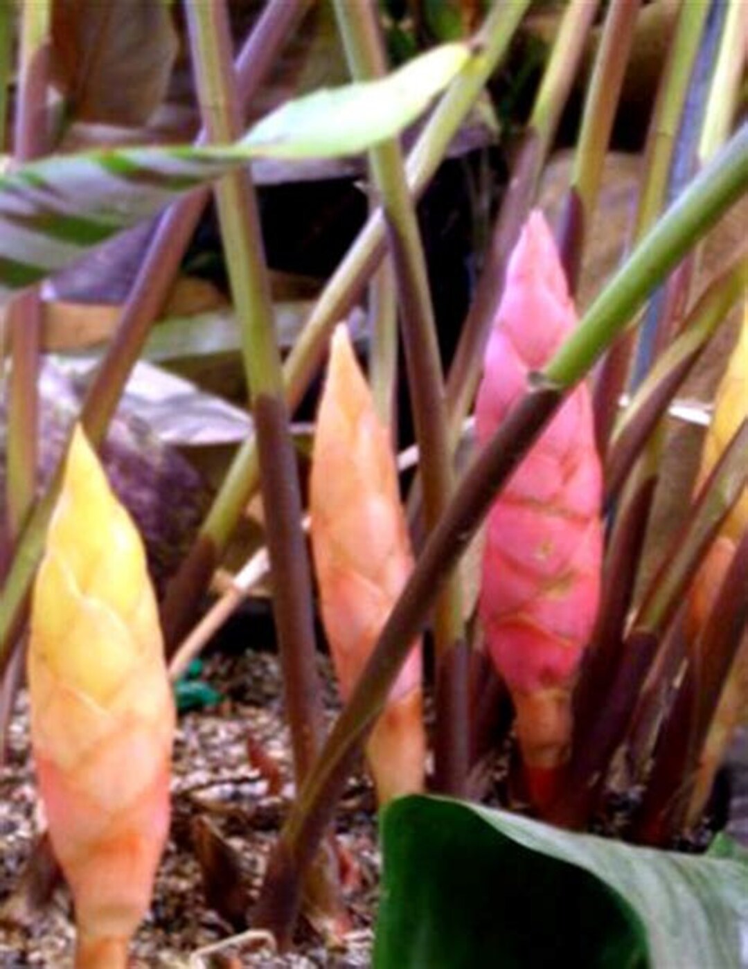 Midnight Ginger Rhizomes. Zingiber Malaysianum Midnight - Etsy