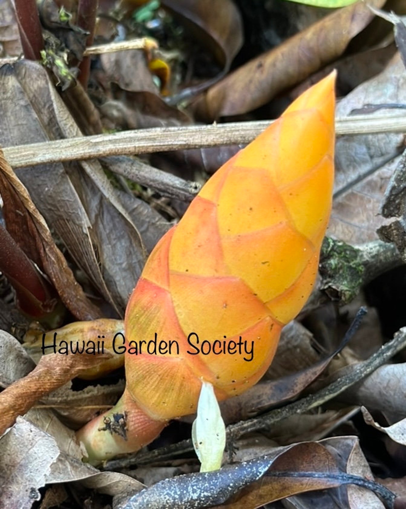 Midnight Ginger Rhizome. Zingiber Malaysianum Midnight - Etsy