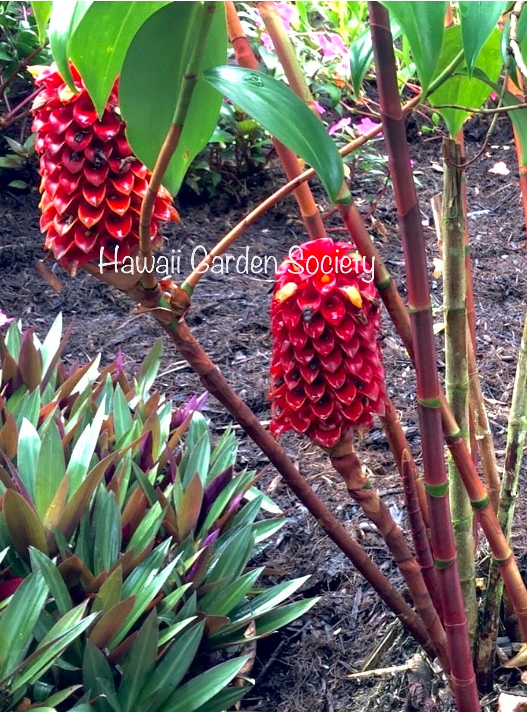 EXOTIC Wax Ginger Indonesian Rhizome - Etsy