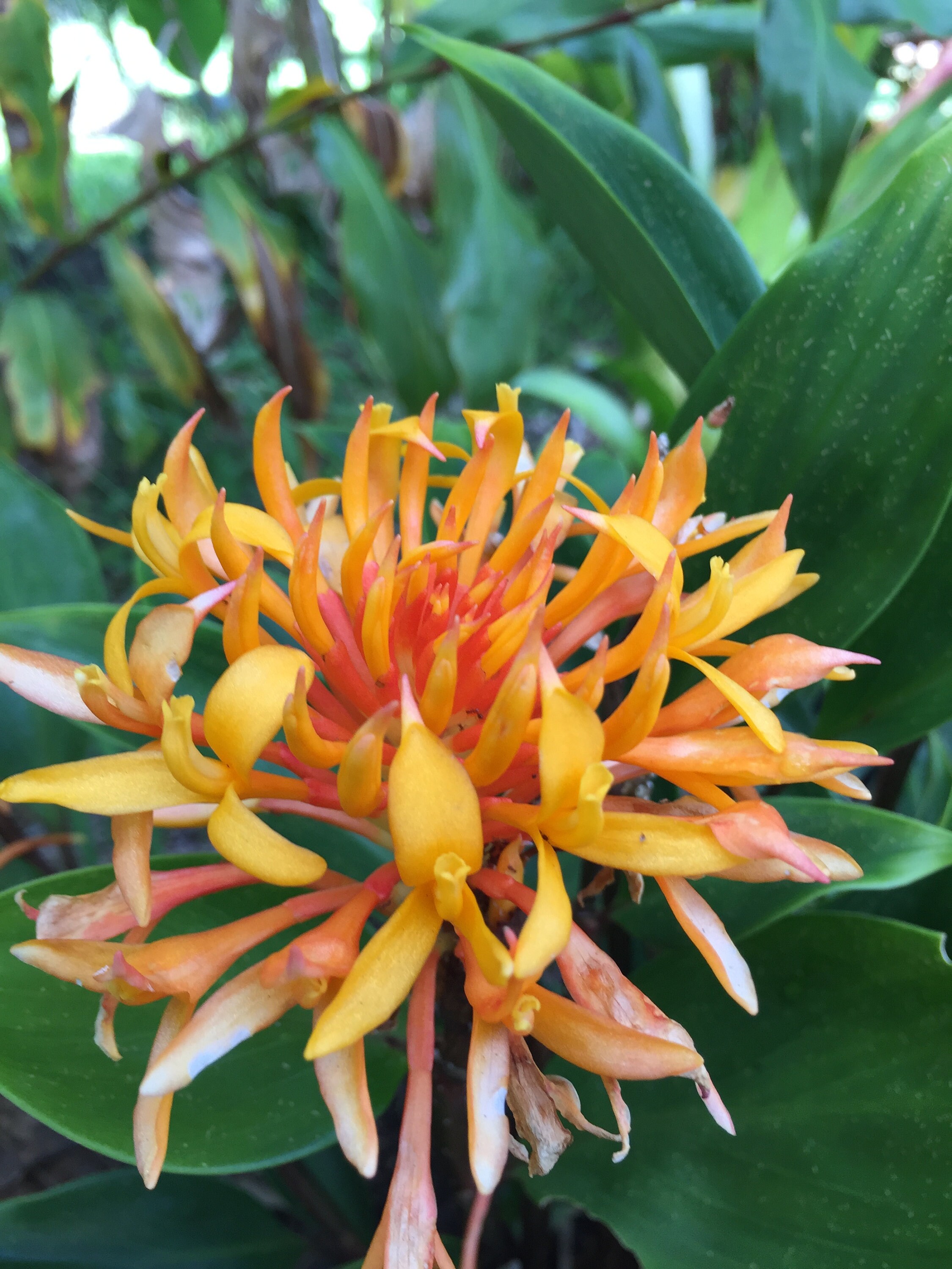 2x Golden Brush Dwarf Ginger Rhizome - Etsy