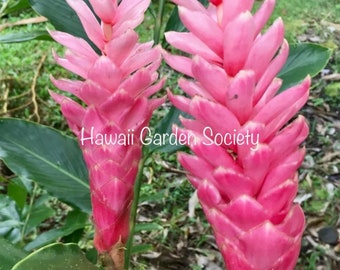 Kimi Pink Alpinia Purpurata Ginger Rhizomes - Etsy
