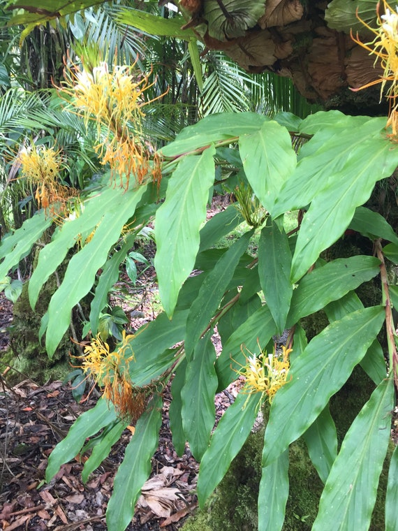 Hedychium Gomezianum Ginger Rhizome - Etsy