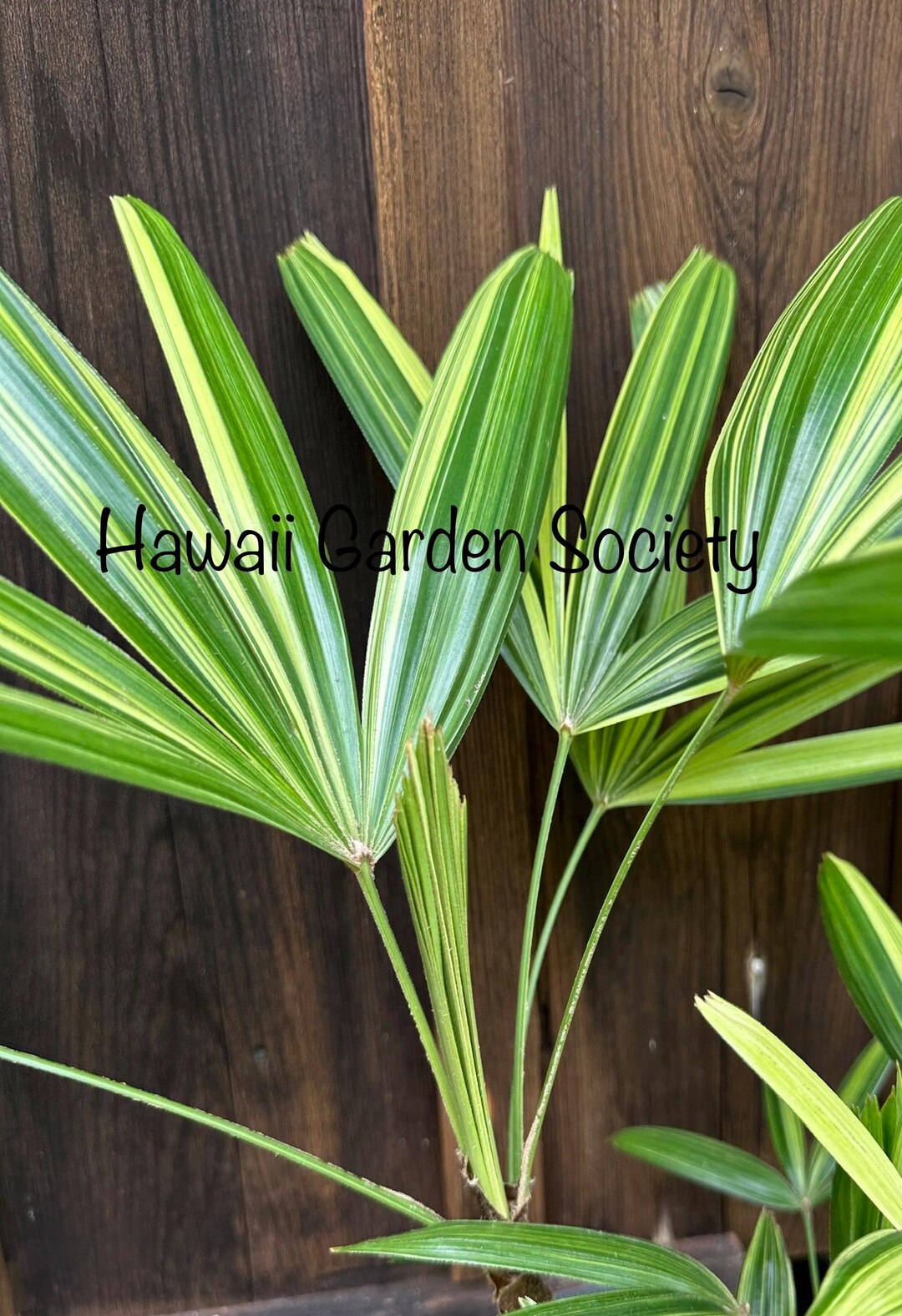 Variegated Rhapis Palm. - Etsy