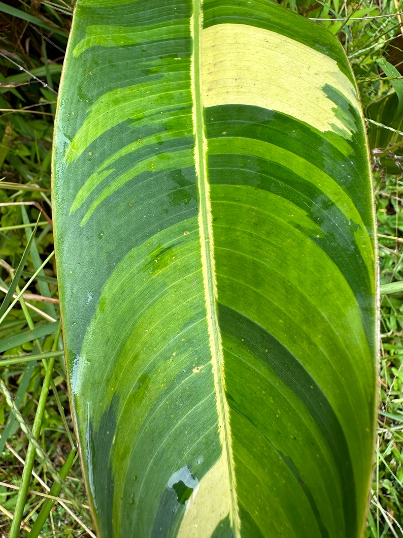 Variegated Heliconia Rhizome. Orange/gold Bloom. Psittacorum - Etsy