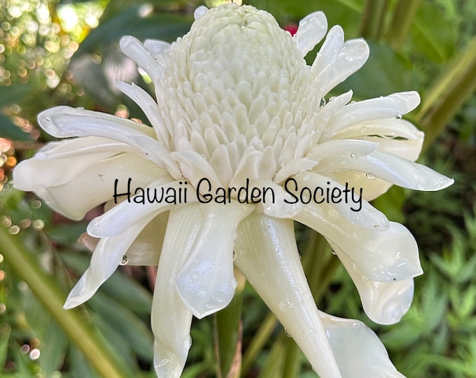 White Torch Ginger Live Rhizome Tropical Plant Flower Hard to - Etsy