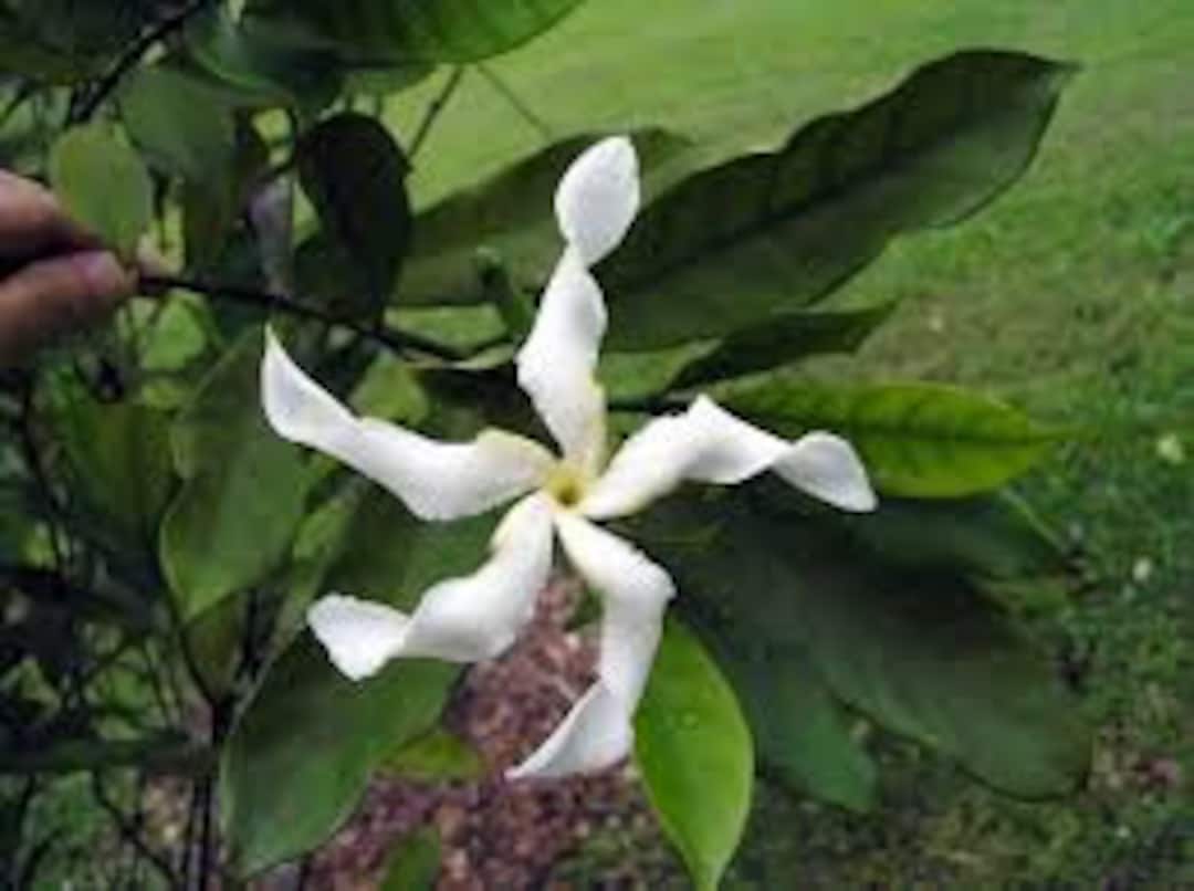 Rare Samoan Gardenia Young Plant Etsy