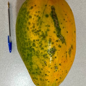 Hawaiian Papaya Seeds Hamakua Giants. 20 Seeds - Etsy