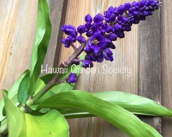 In Pot, Rare Weeping Hawaiian Blue Ginger Ready to Bloom Dichorisandra ...