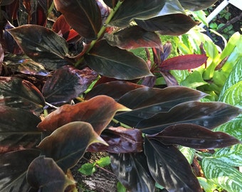 Midnight Ginger - Etsy