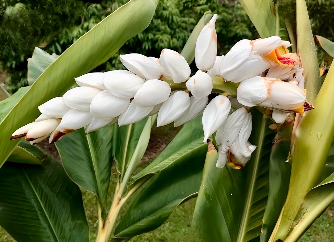 Giant White Shell Ginger Rhizome. Fresh Hawaiian - Etsy