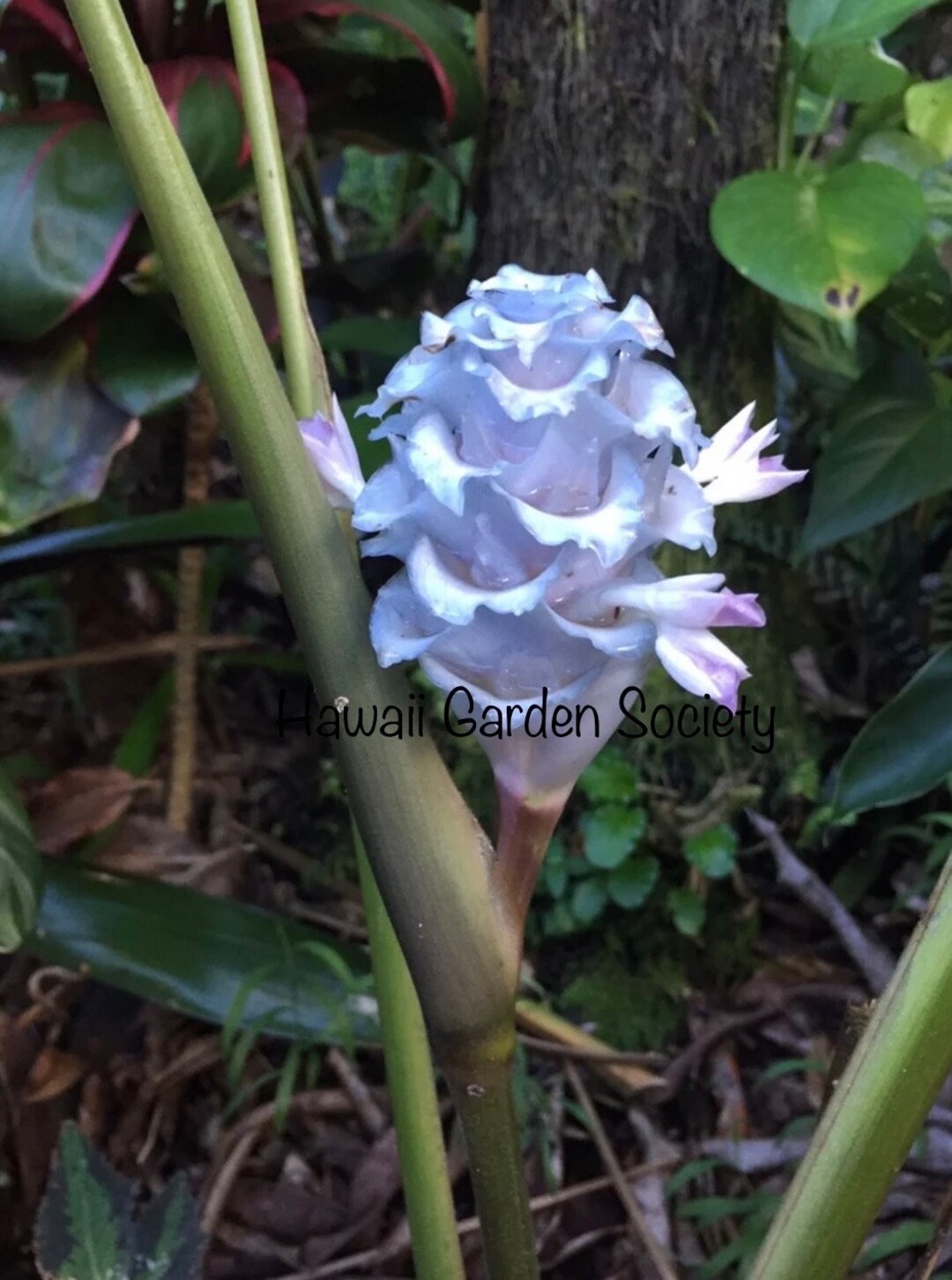 Calathea Ice Blue Young Plant Shipped Bare Root. - Etsy
