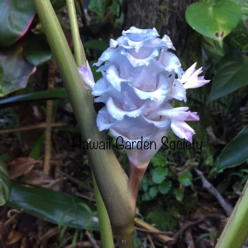 Calathea - Etsy