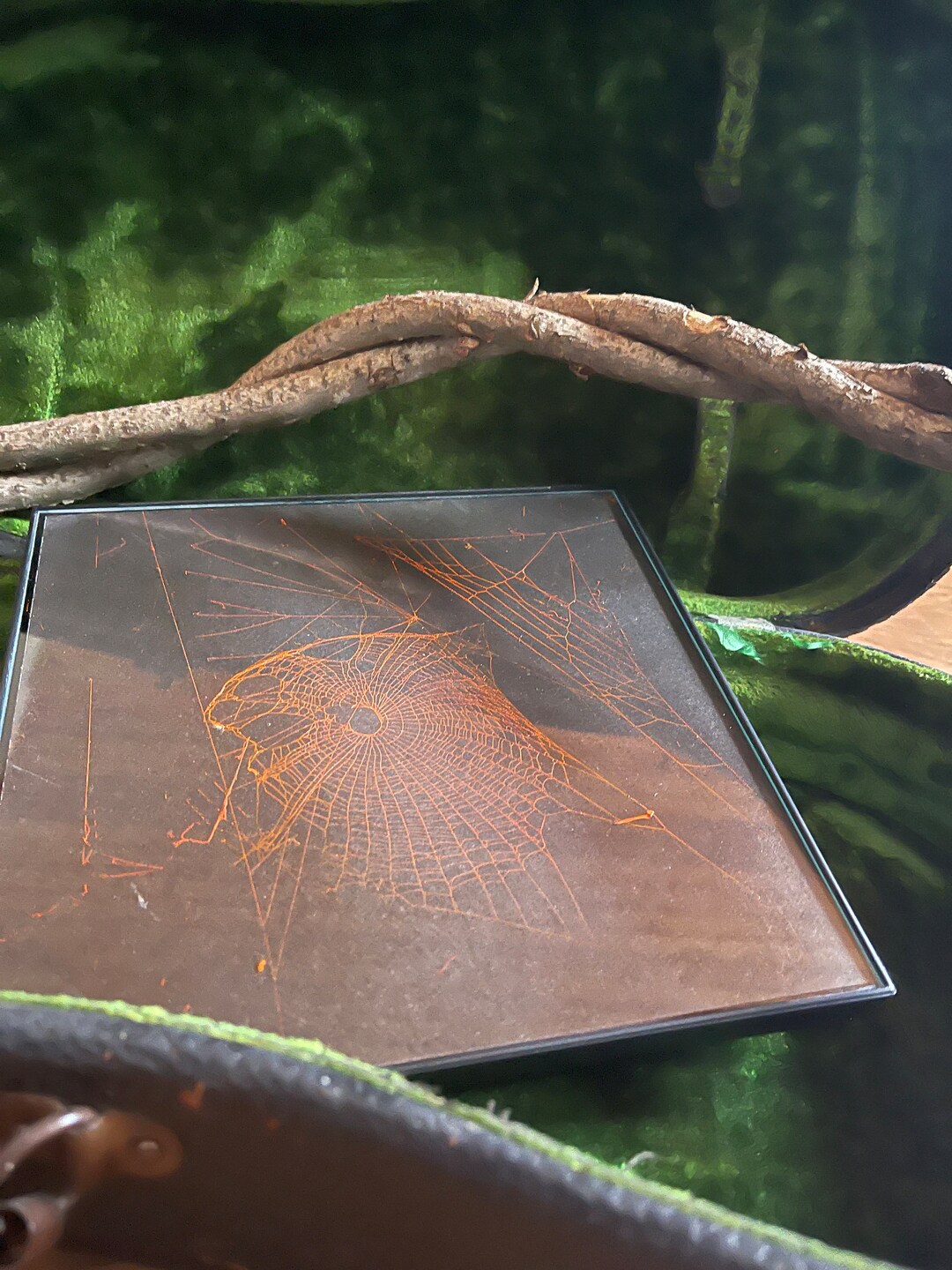 REAL Preserved Spider Webs Black and Orange - Etsy