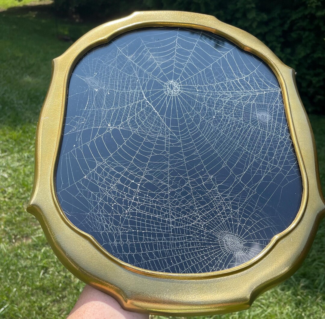 REAL Preserved Spider Webs in Gold Metal Frame - Etsy