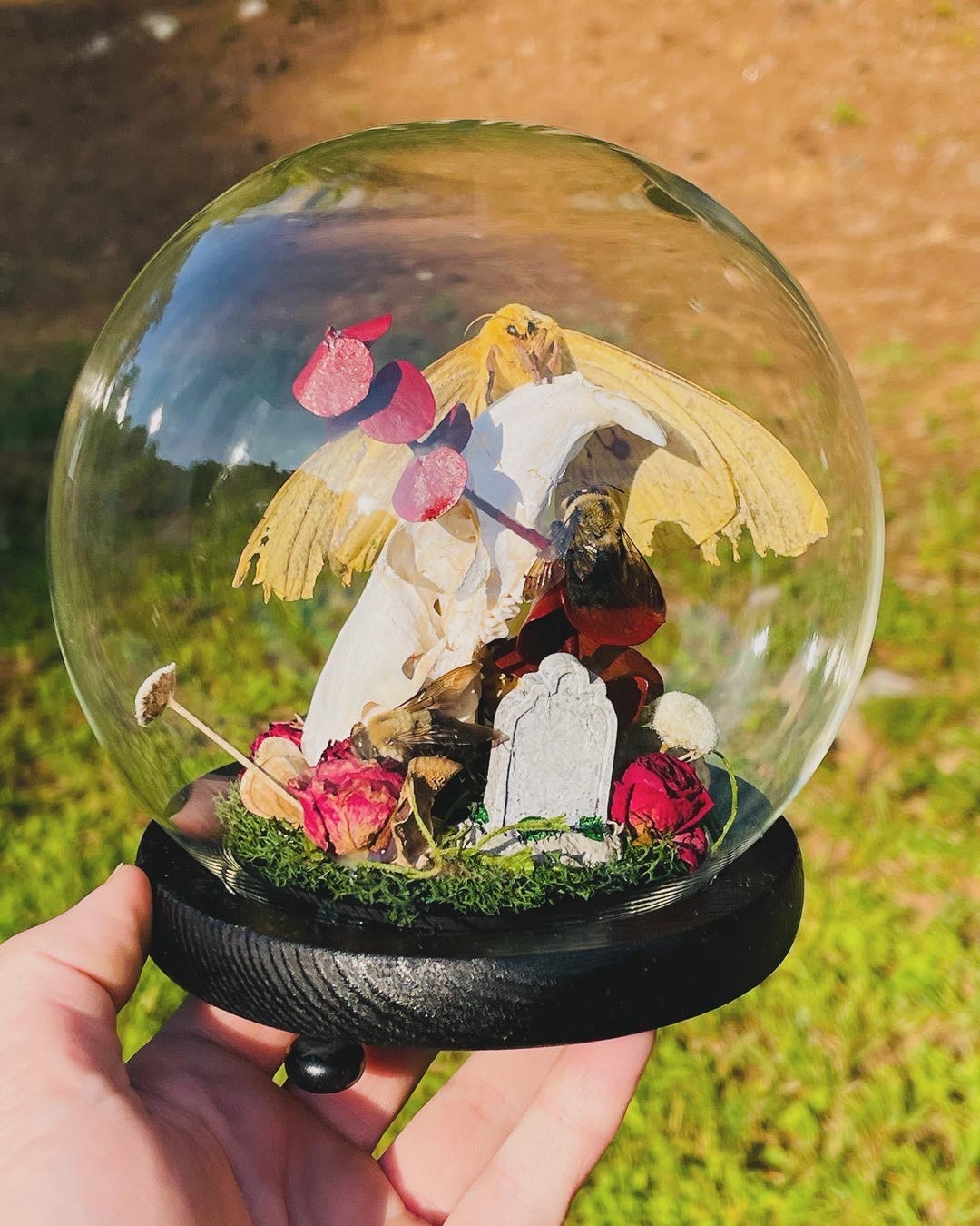 REAL Groundhog Skull and Moth With Dried Floral, Moss, and Carpenter ...