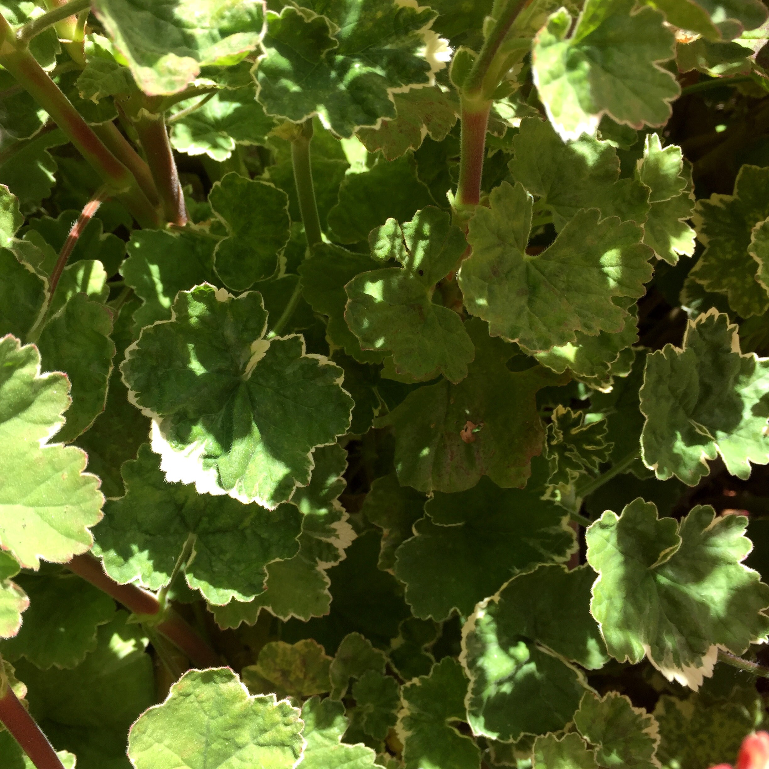 Variegated Geraniums Scented Geraniums Geranium Cuttings Etsy