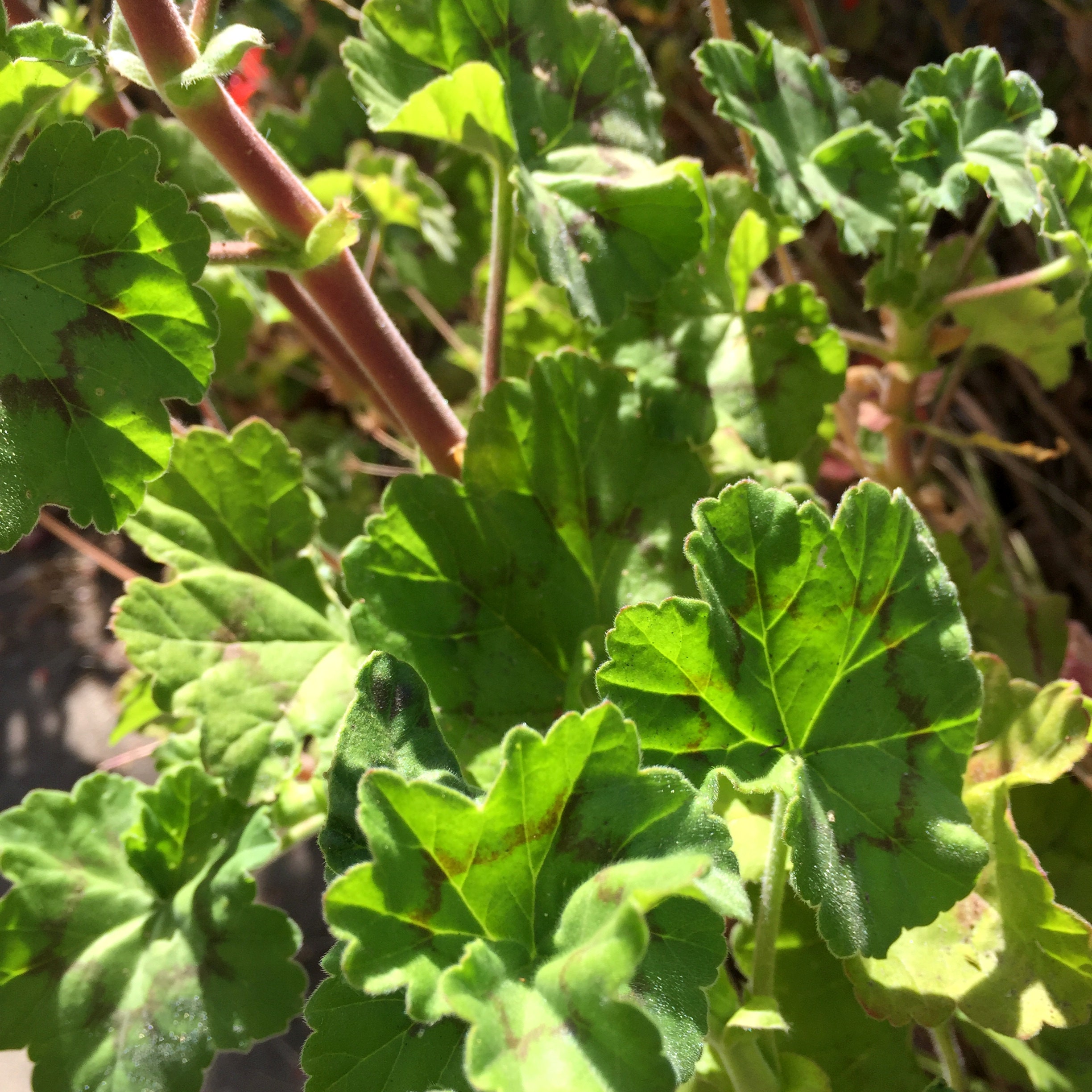 Geranium Mix Seeds, Scented Leaf Plant, Geranium Variety - Etsy