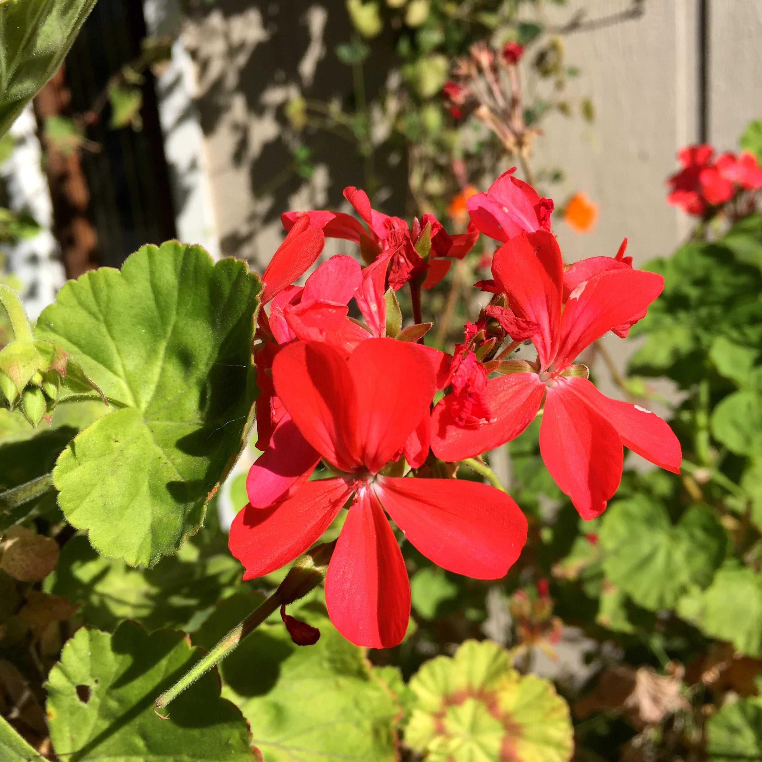 Geranium Mix Seeds, Scented Leaf Plant, Geranium Variety - Etsy