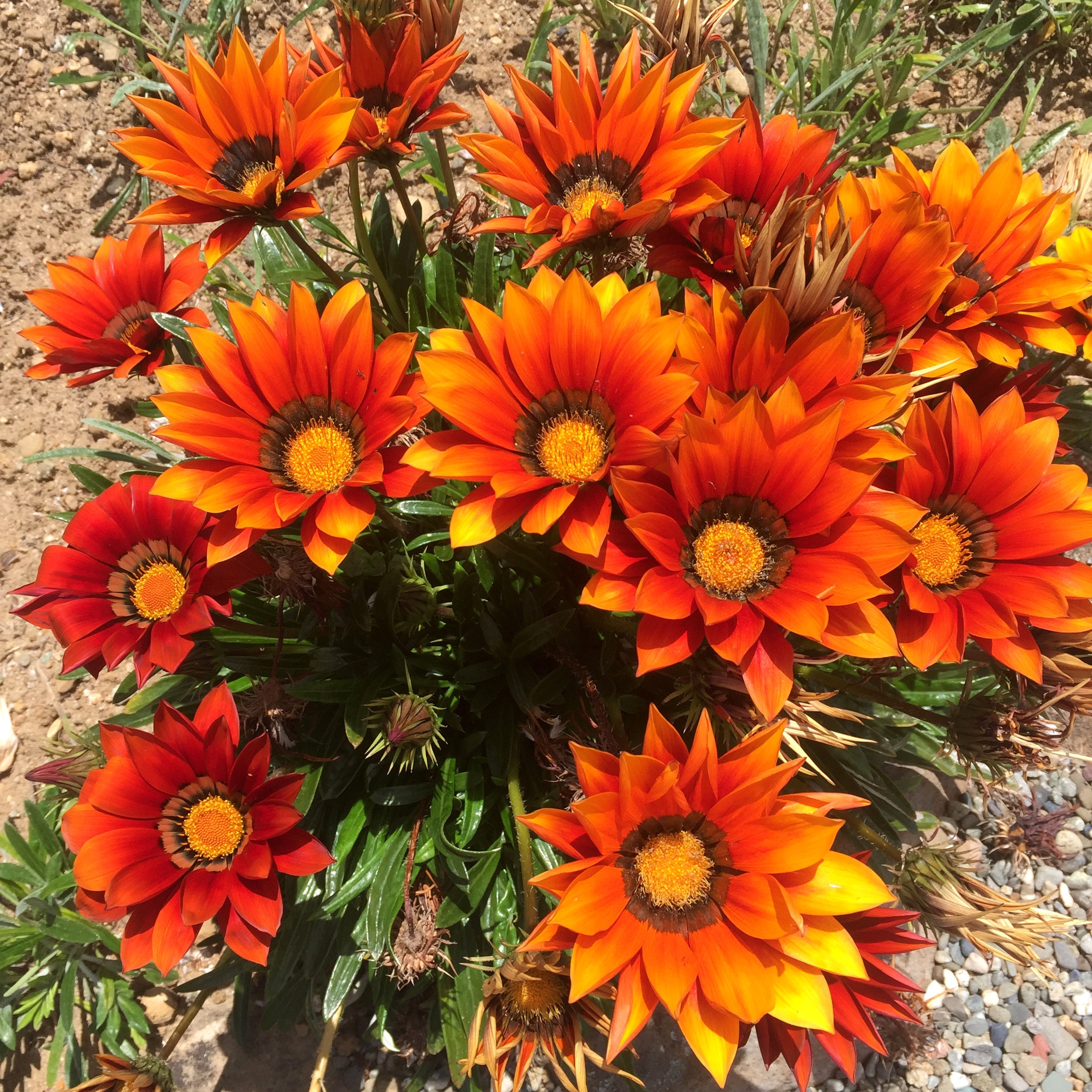 Gazania Flower Seeds, African Daisy Mix, Border Flower - Etsy