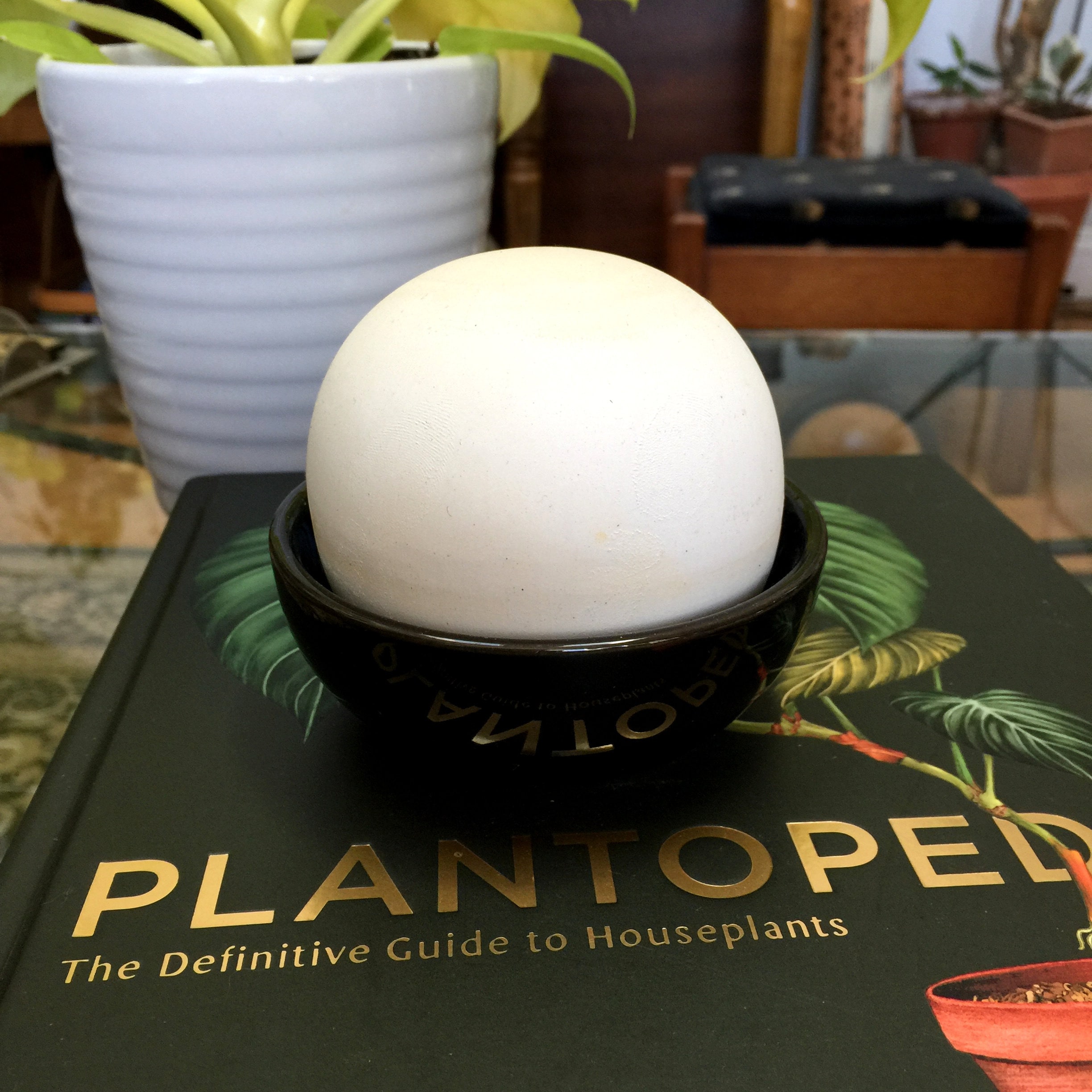 Plant Humidifier, Modern Plant Décor, Table Top Humidity Dome - Etsy