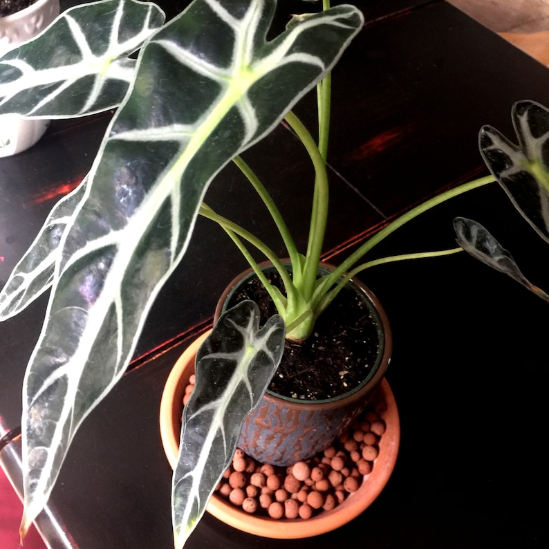 Plant Water Tray Pebbles, Humidifying Clay Balls, Plant Care Accessory ...