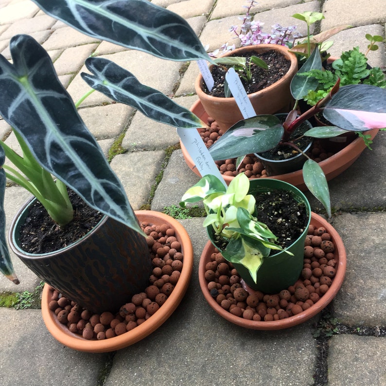 Plant Water Tray Pebbles Humidifying Clay Balls Plant Care - Etsy