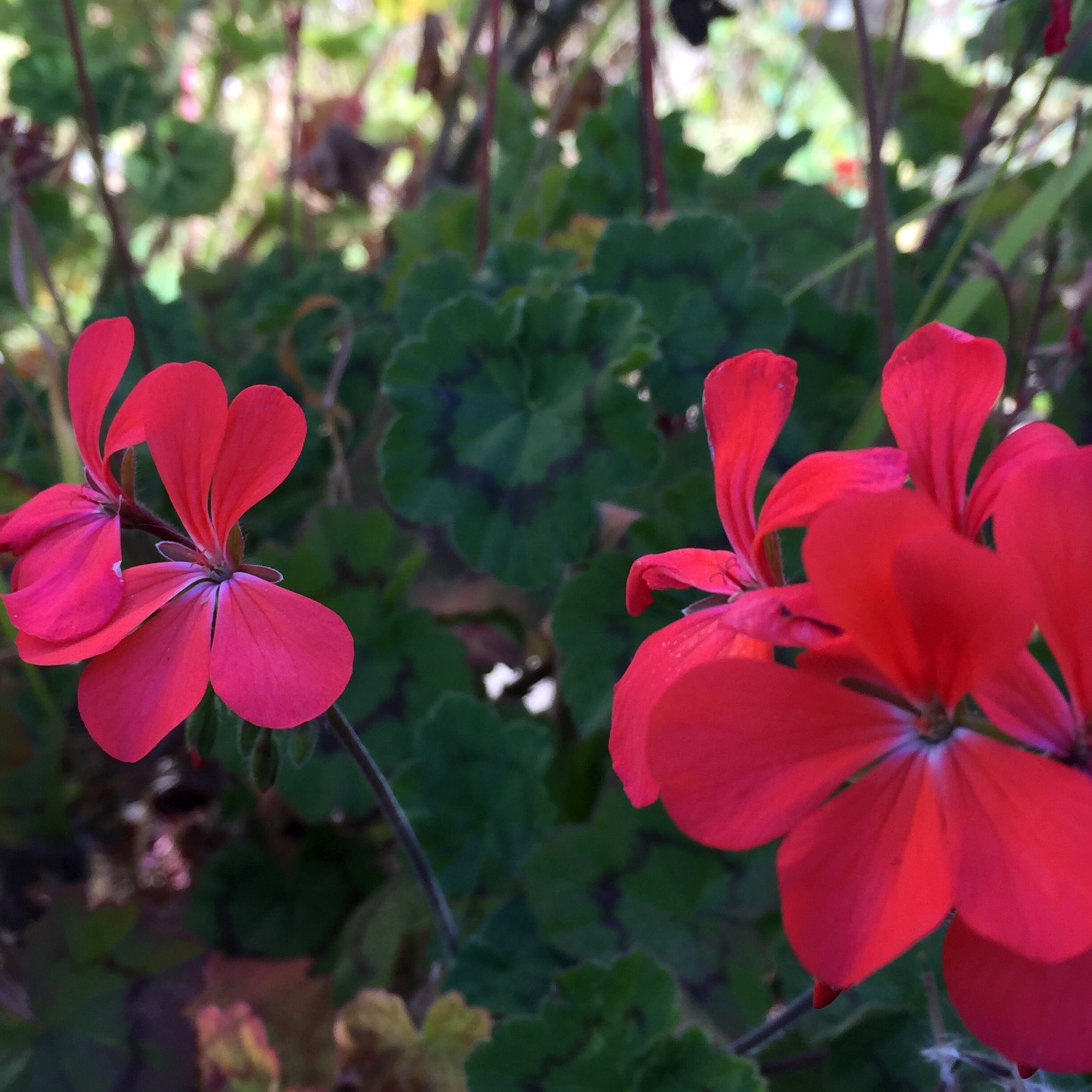 Geranium Mix Seeds, Scented Leaf Plant, Geranium Variety - Etsy