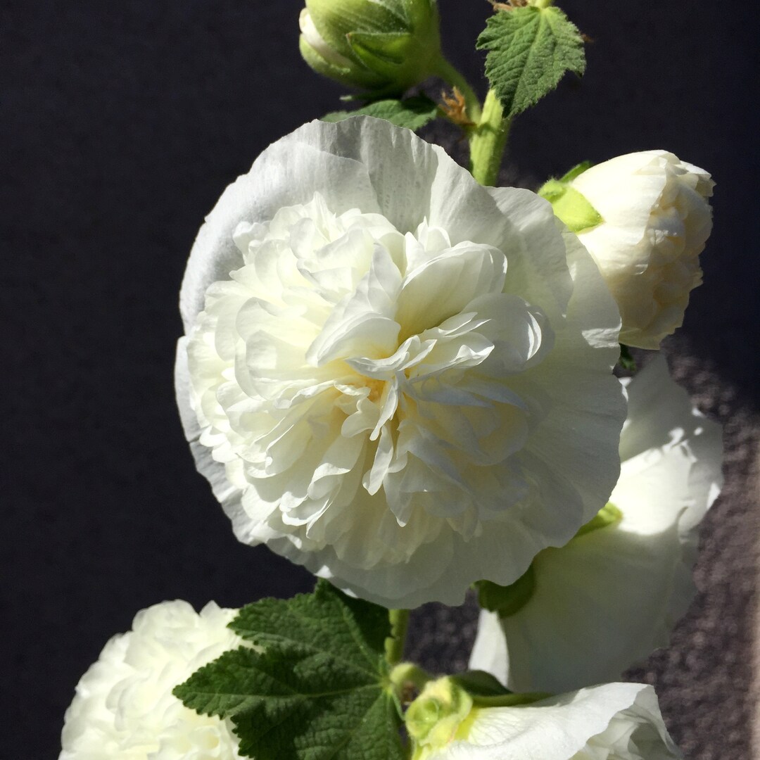 White Double Hollyhock Seeds, White Cut Flower, Blooms for Weddings - Etsy