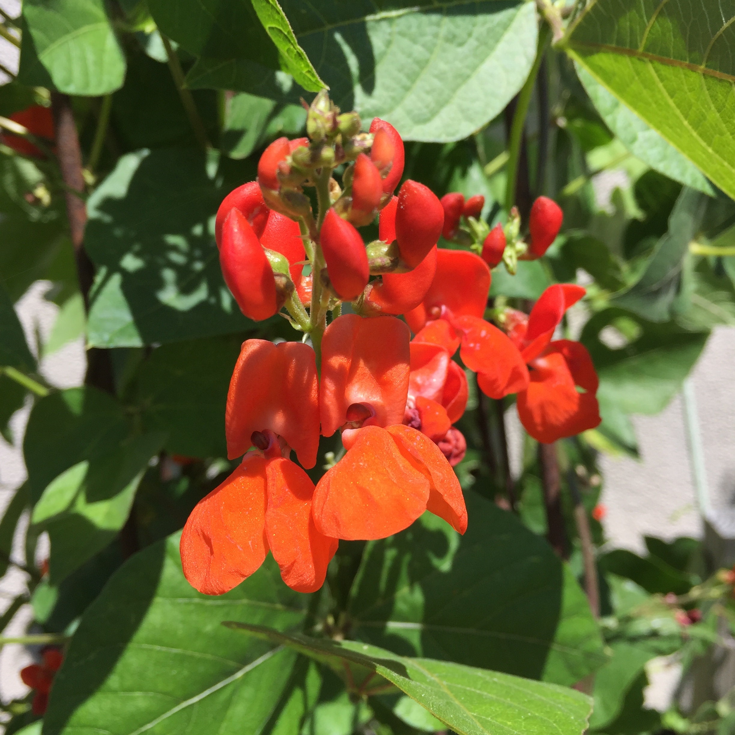 Scarlet Runner Beans Pole String Beans Perennial Bean Seed - Etsy