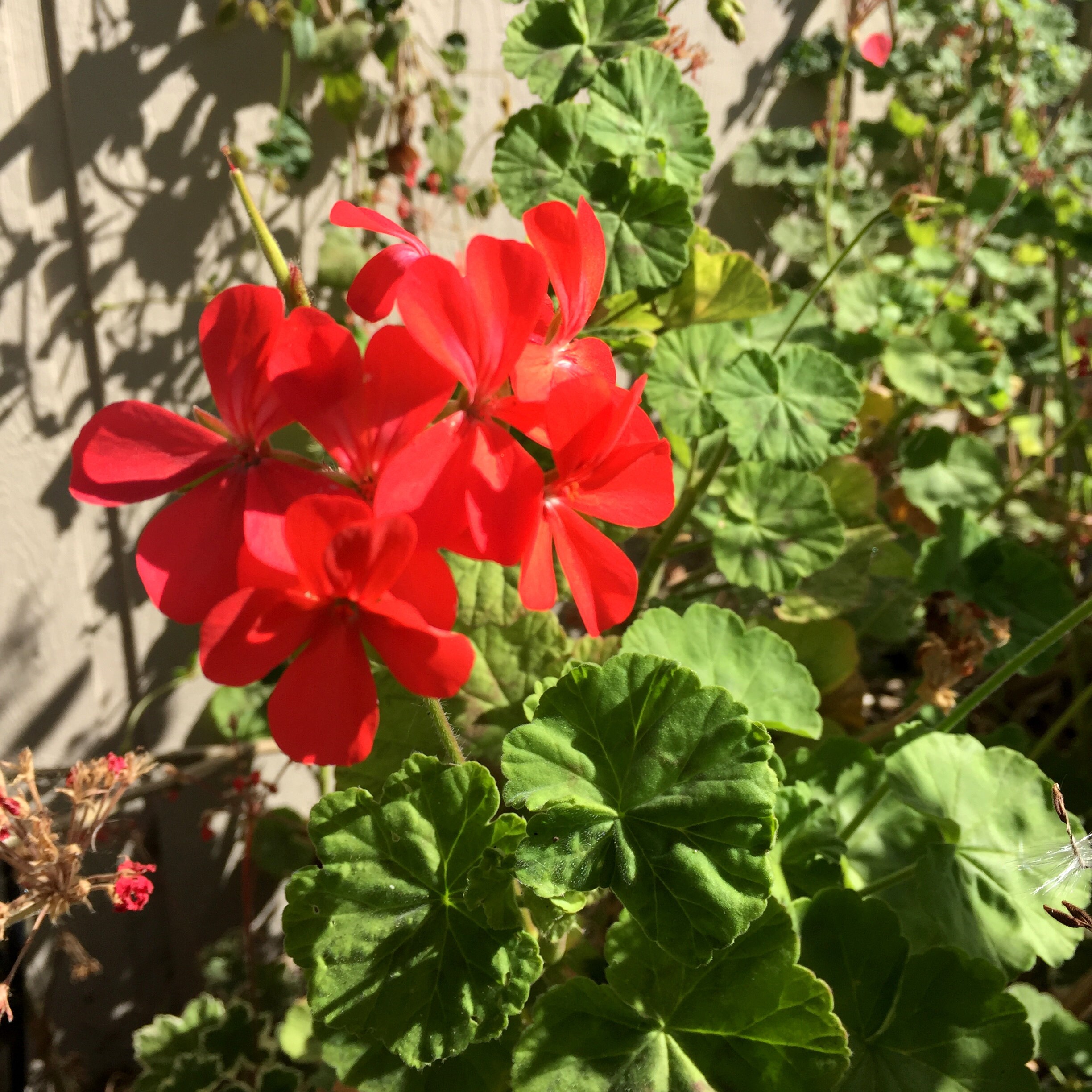 Geranium Mix Seeds, Scented Leaf Plant, Geranium Variety - Etsy