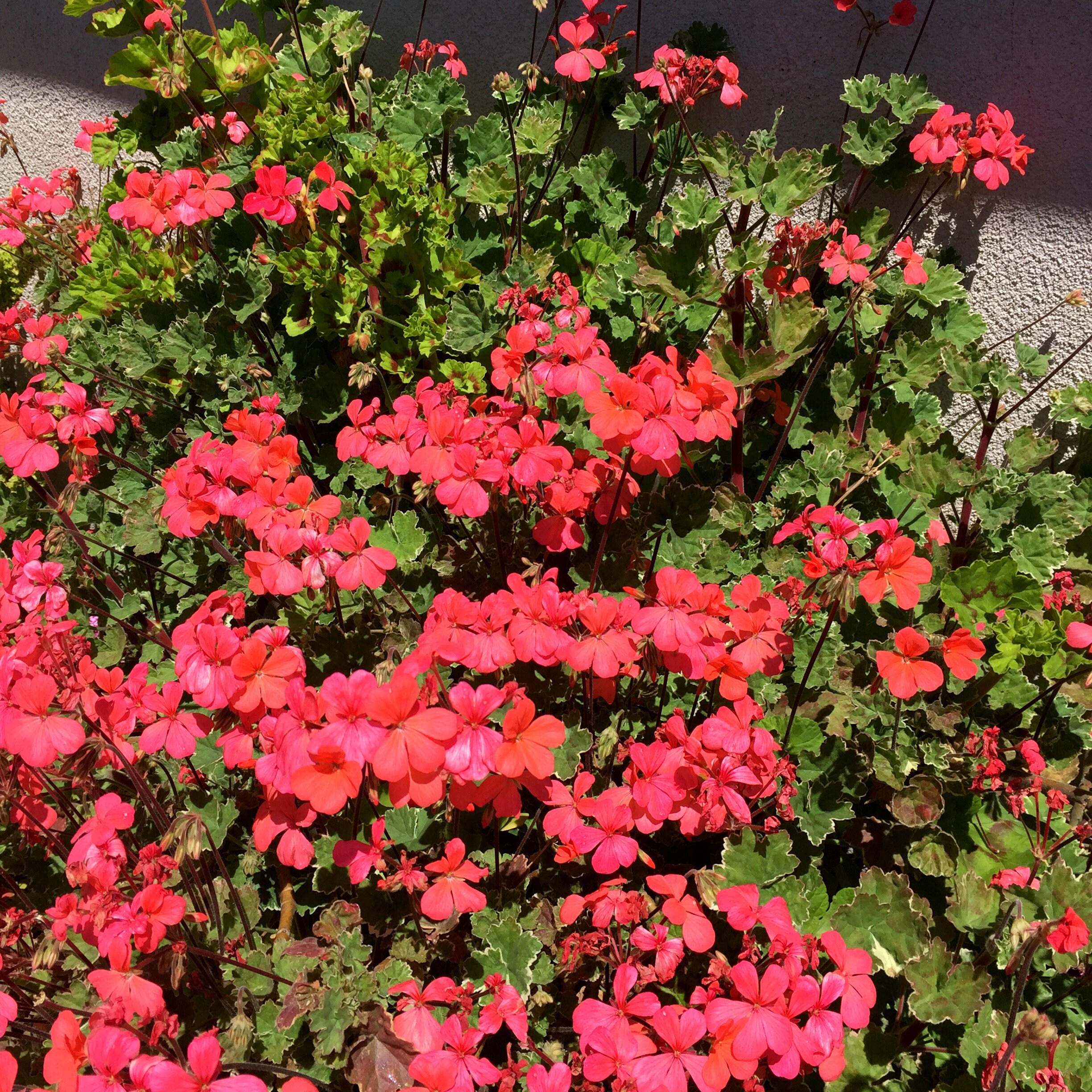 Variegated Geraniums Scented Geraniums Geranium Cuttings Etsy