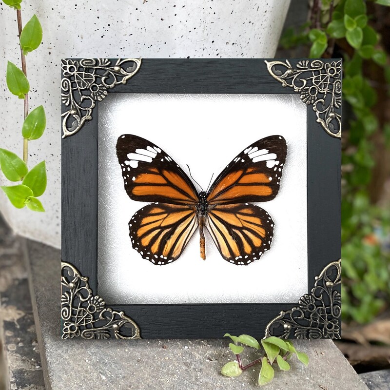 Real Butterfly Framed - Etsy