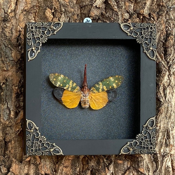 Framed Insects - Etsy