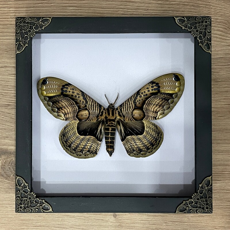 Moth in Frame - Etsy