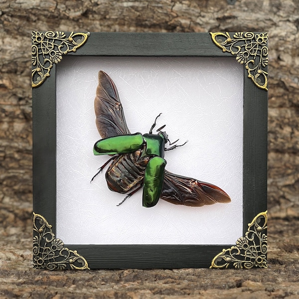 Real Scarab - Etsy