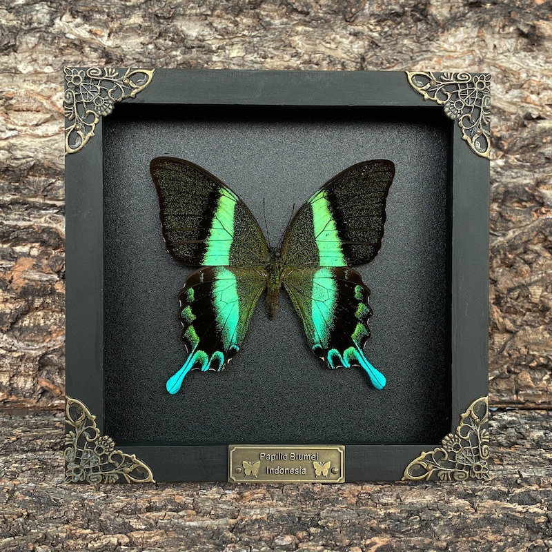 Butterfly Taxidermy - Etsy