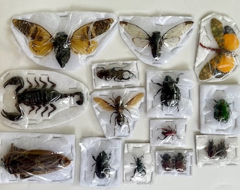 Pinned Insects - Etsy