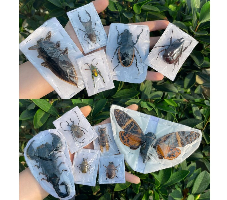 Pack of 15 Beetles Taxidermy scorpion Cicadas Stag - Etsy