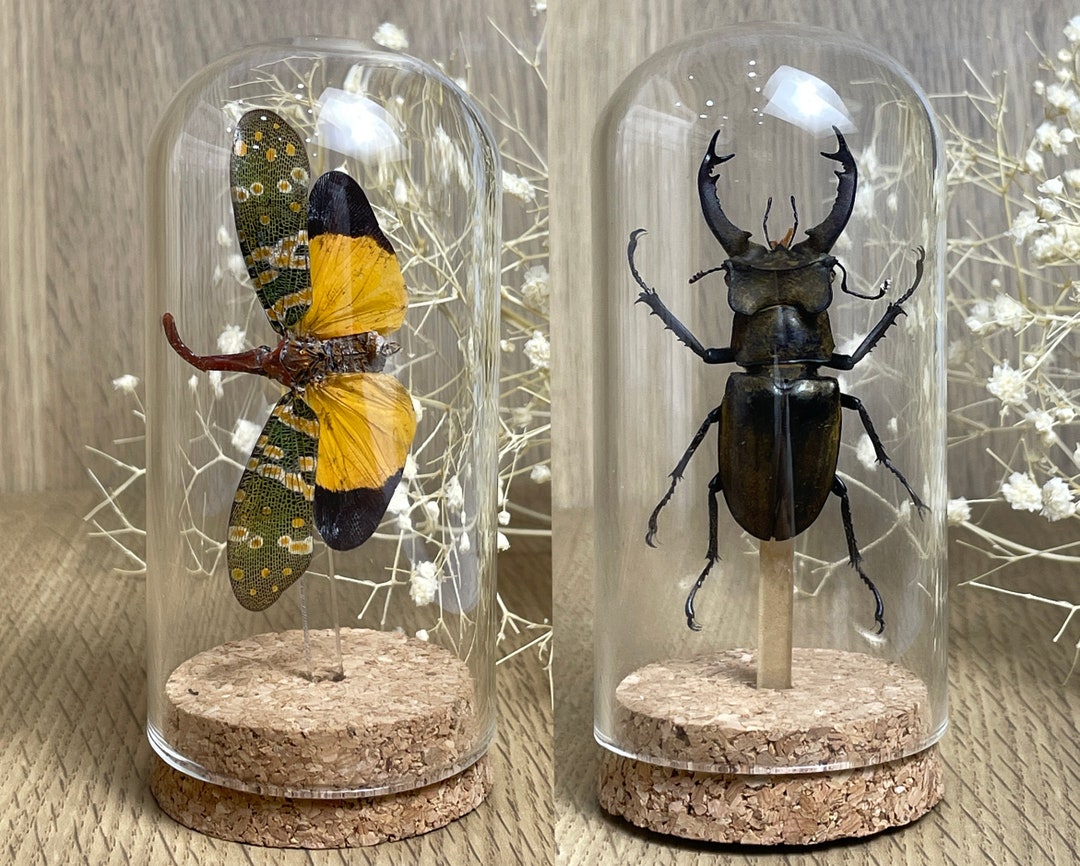 2 Beetle Cicada Glass Dome Preserve Insects in Bell Jar Taxidermied ...