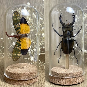 2 Beetle Cicada Glass Dome Preserve Insects in Bell Jar Taxidermied ...