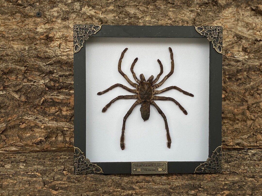 Real Framed Giant Tarantula Spider Dried Beetle Shadow Box Insect Frame ...