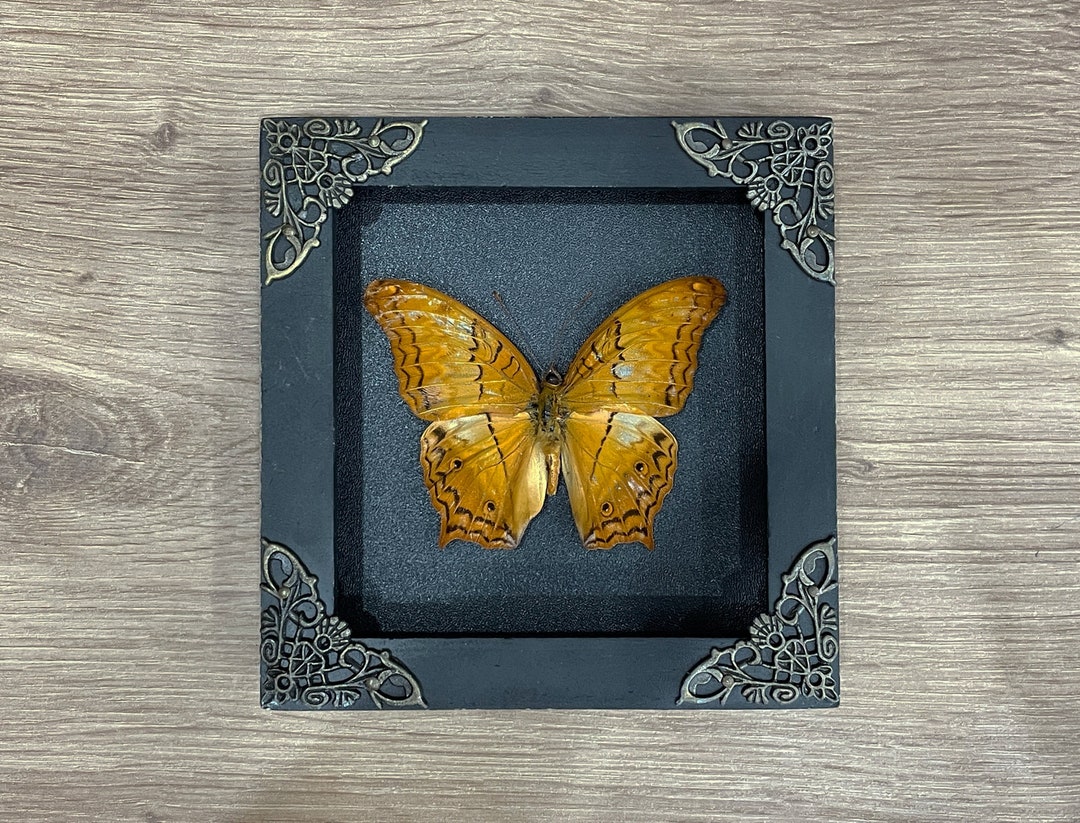 Real Framed Butterfly Insect Display Dead Insect Shadow Box Taxidermy ...